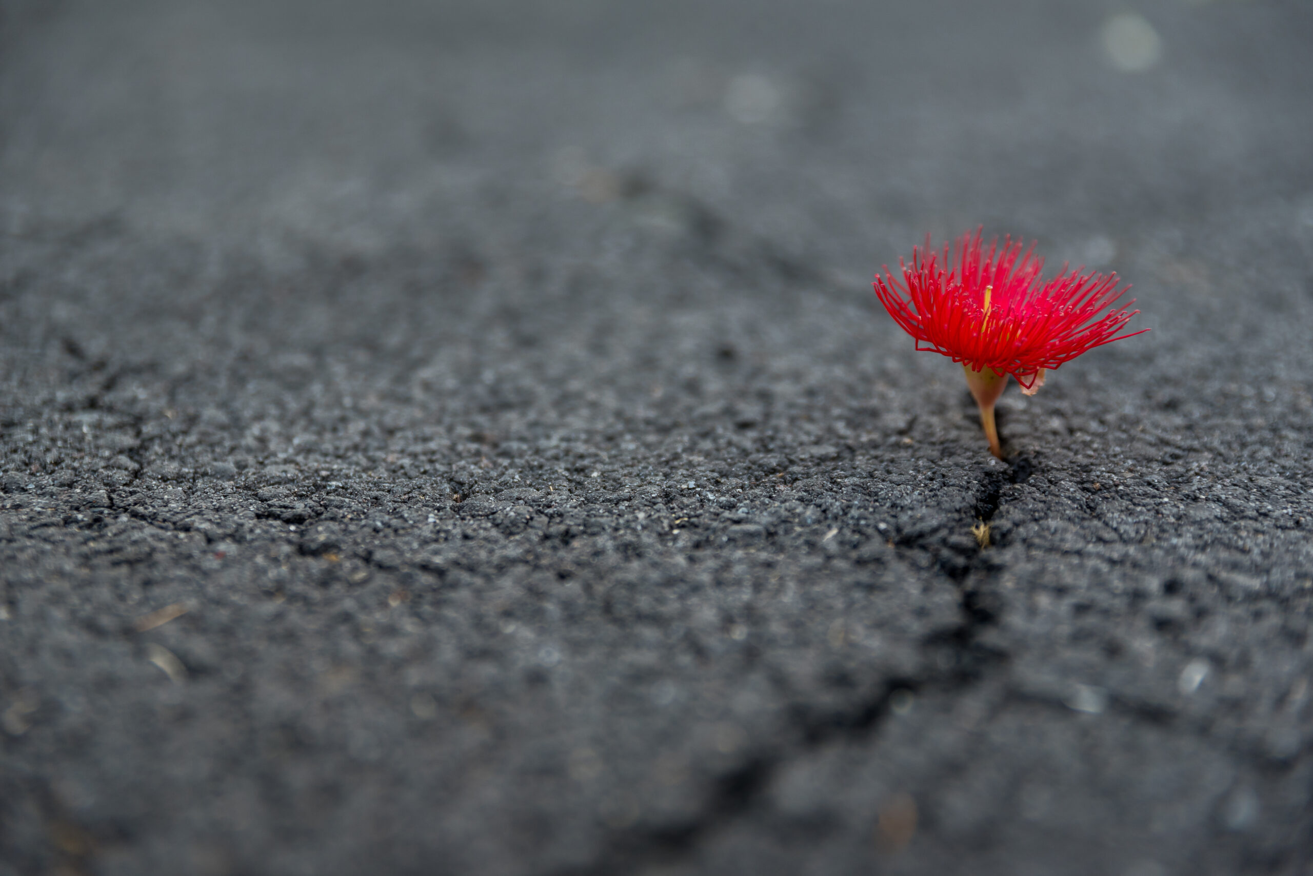 What is resilience? - Online Therapy - Mental Health Services in UK ...